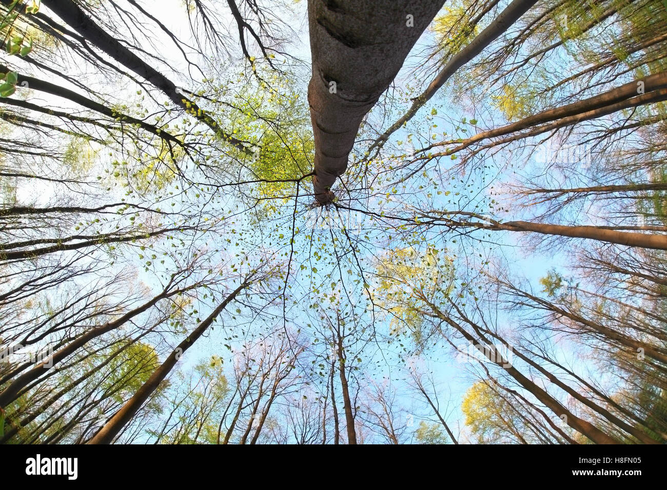 tree in spring forest over blue sky via wide angle Stock Photo - Alamy