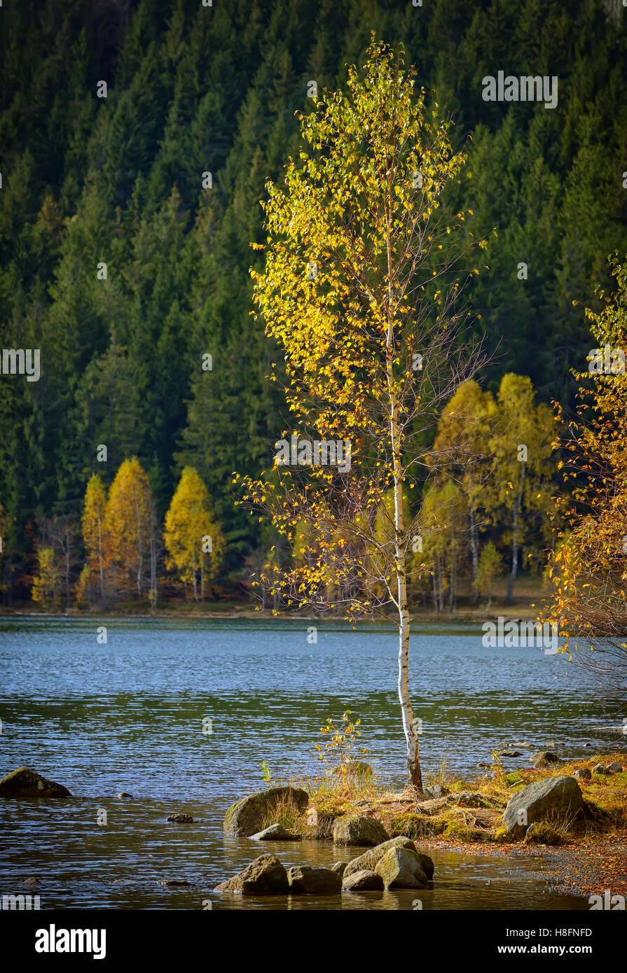 Ice fog on tree hi-res stock photography and images - Alamy
