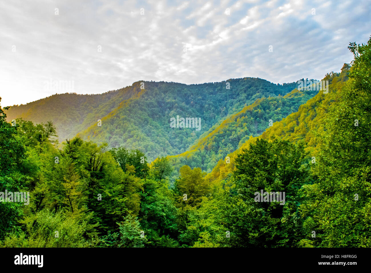 Latoon hi-res stock photography and images - Alamy