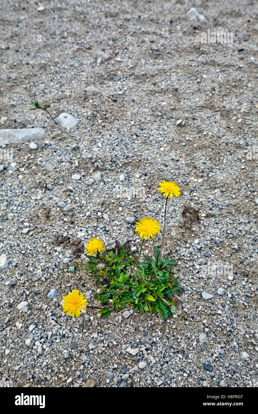 white hawkweed in the lime gravel Stock Photo - Alamy
