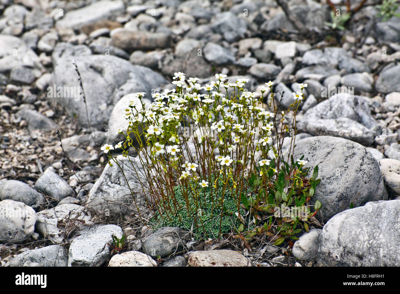 Blue saxifrage hi-res stock photography and images - Alamy