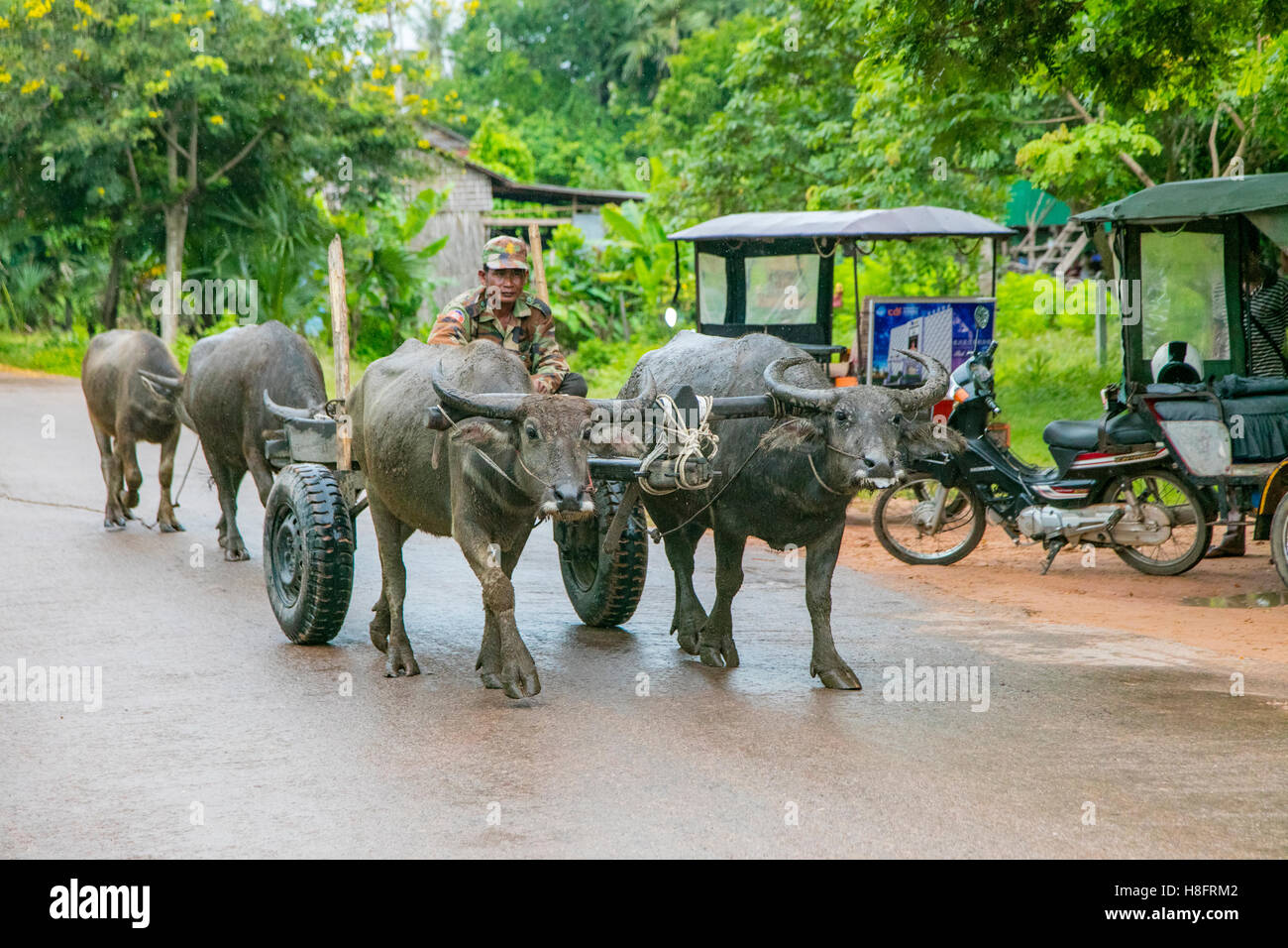 Ox cart cambodia hi-res stock photography and images - Alamy