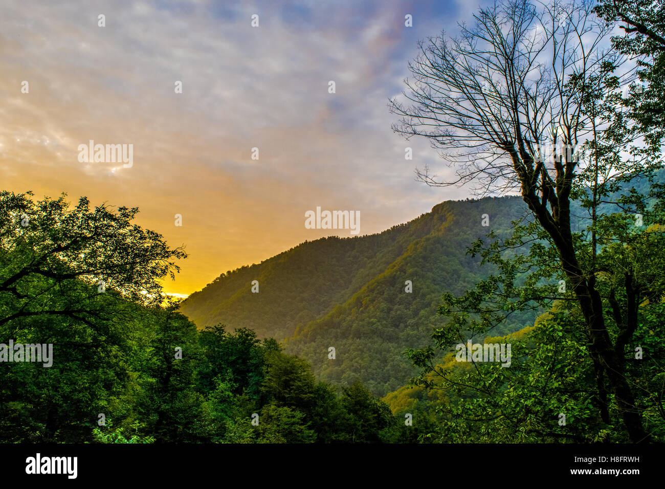 sunrise in latoon jungle Stock Photo - Alamy