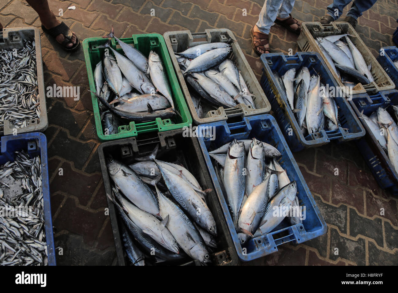 Gaza, Gaza. 11th Nov, 2016. Palestinians display their fish for sale at ...