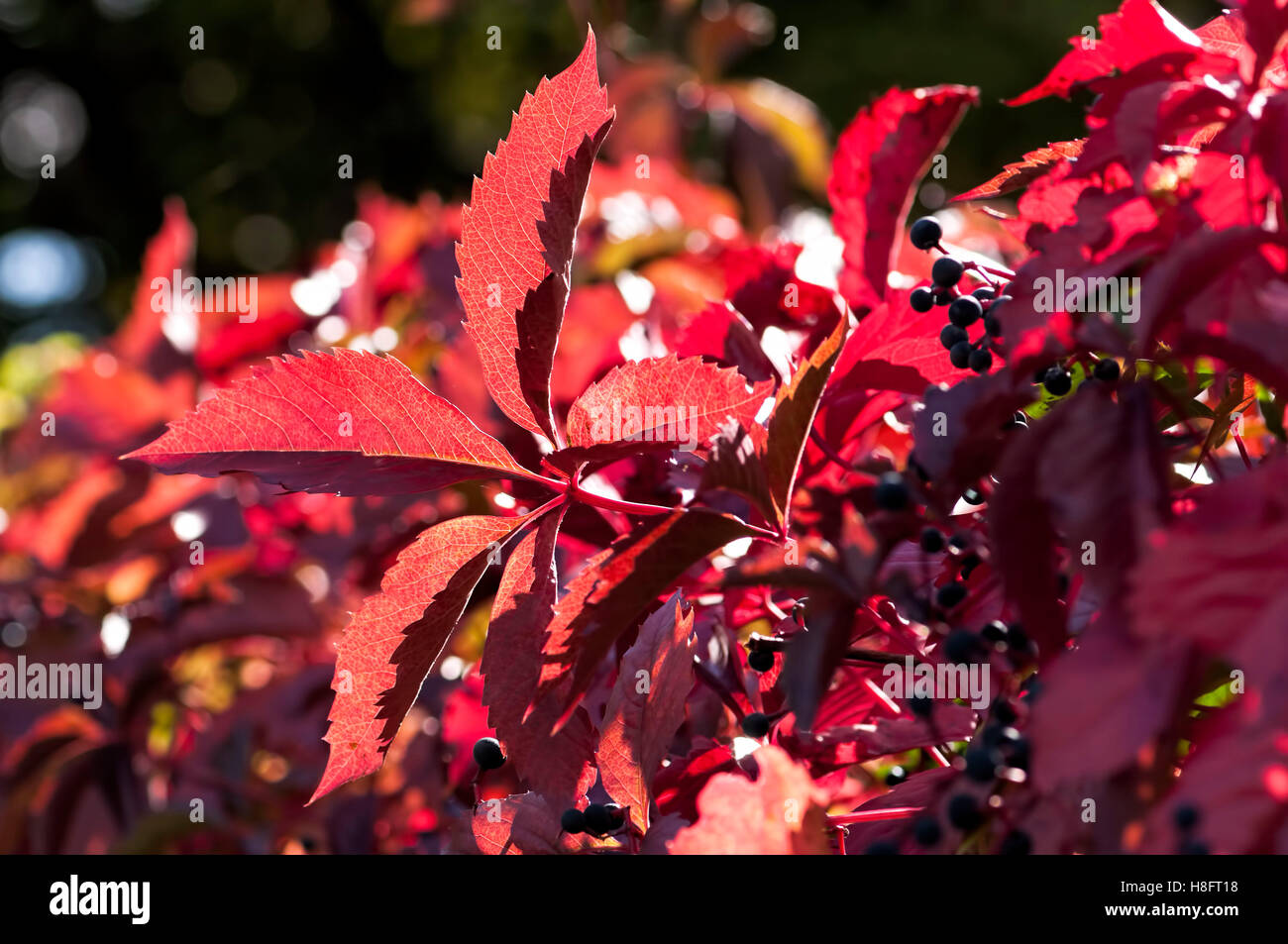 fire-red autumn leaves on the shrub in the back light Stock Photo - Alamy