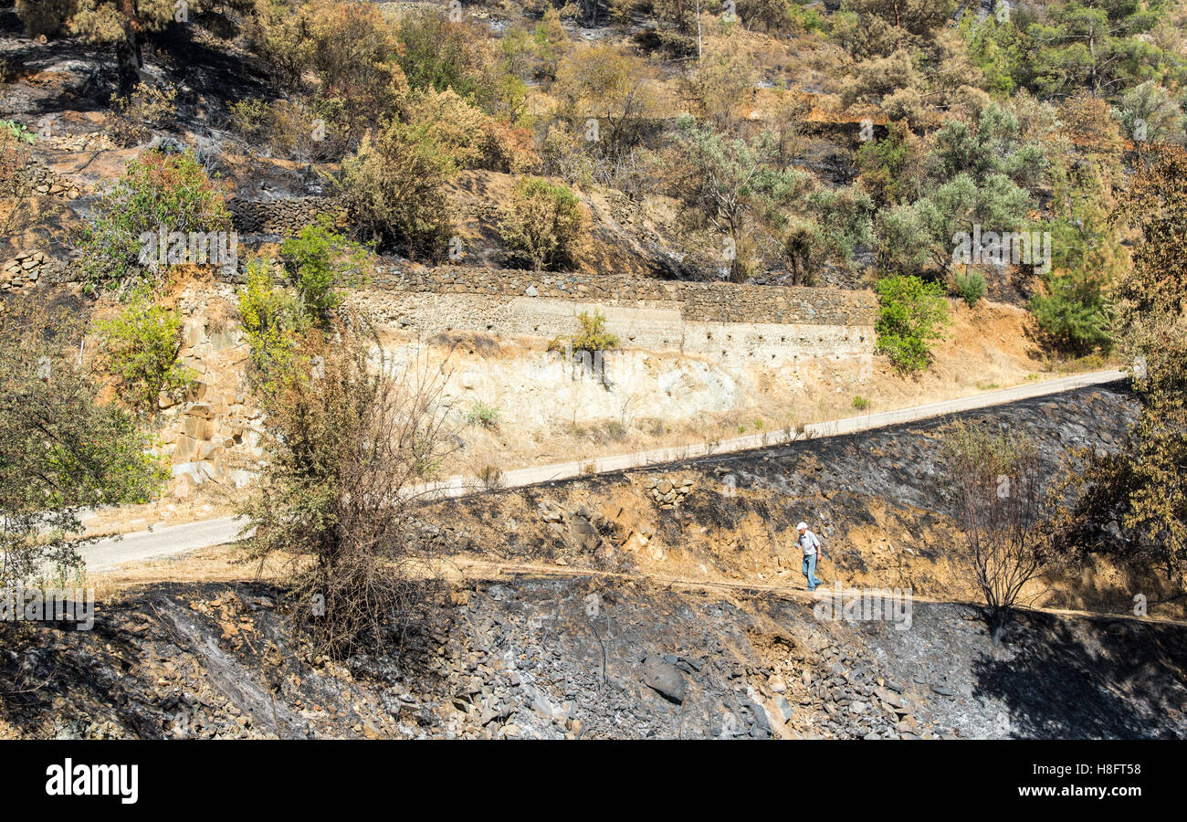 Woodland fire hi-res stock photography and images - Alamy