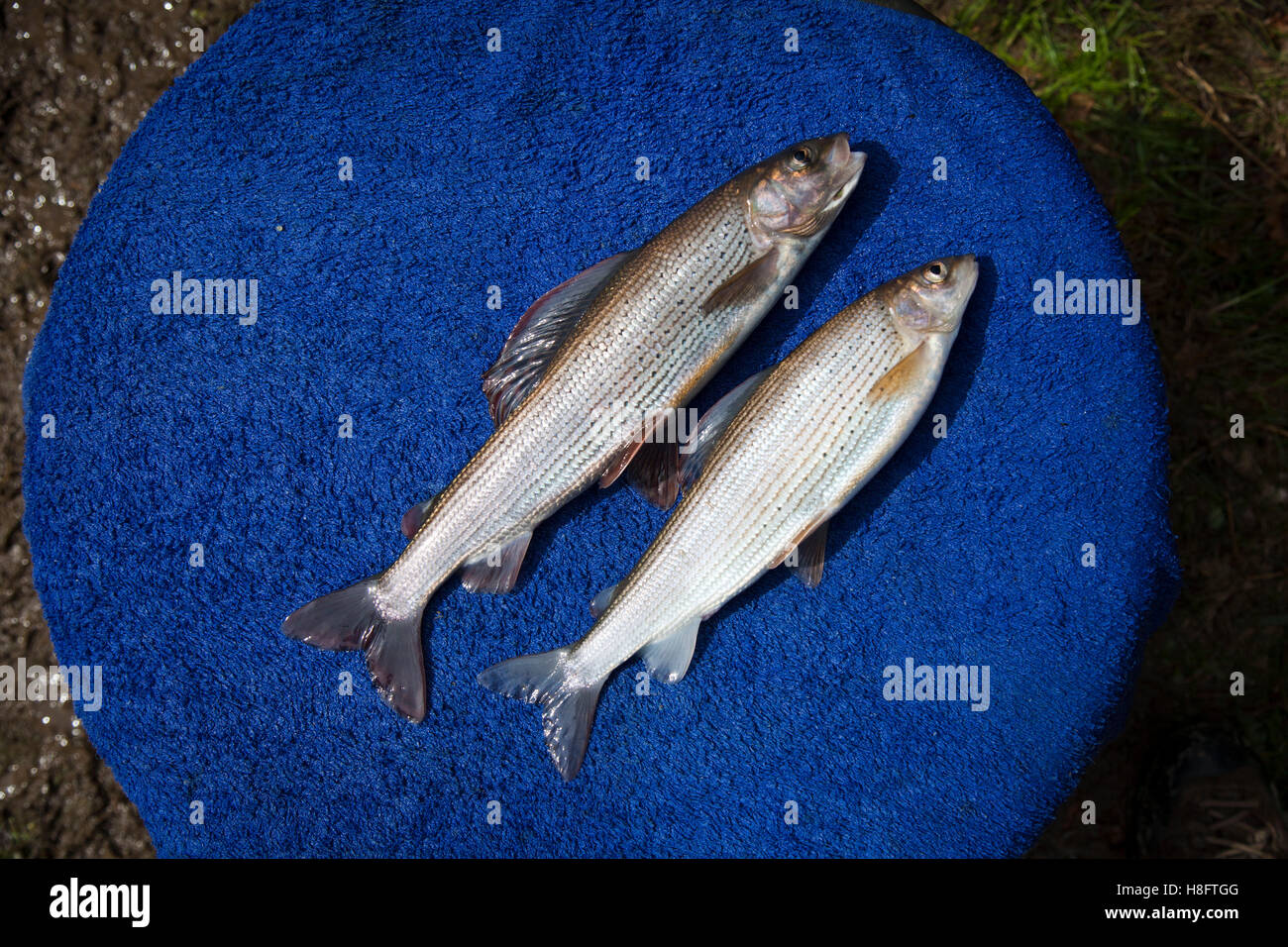 Graylings hi-res stock photography and images - Alamy