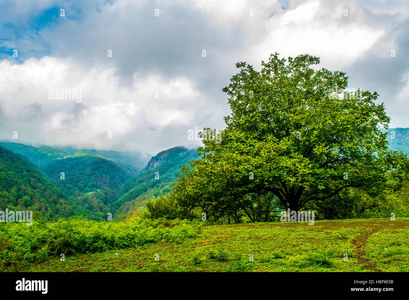 Iran jungle hi-res stock photography and images - Alamy