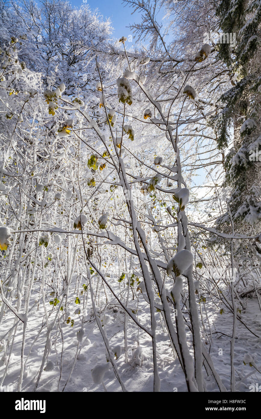 Snow Laden Trees at Battle Hill Forest in Scotland Stock Photo - Alamy