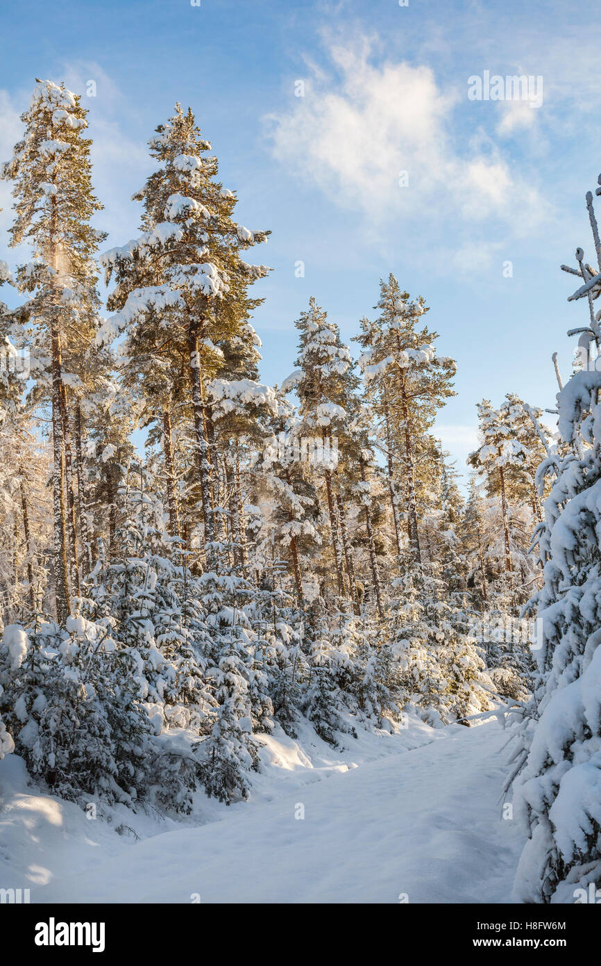Forest Track in Snow at Strathdon in Aberdeenshire, Scotland Stock ...