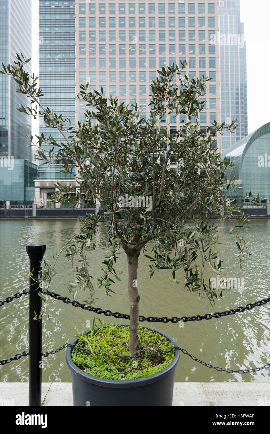 England, London, modern architecture with small olive trees in the ...
