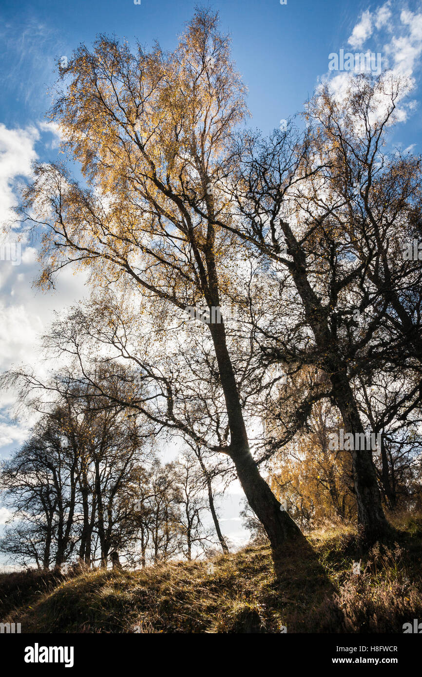 Autumn Birch trees (Betula pendula) at the Muir of Dinnet Nature ...