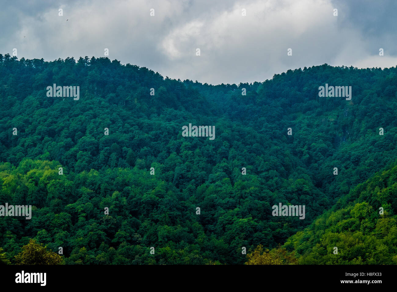 Latoon High Resolution Stock Photography and Images - Alamy