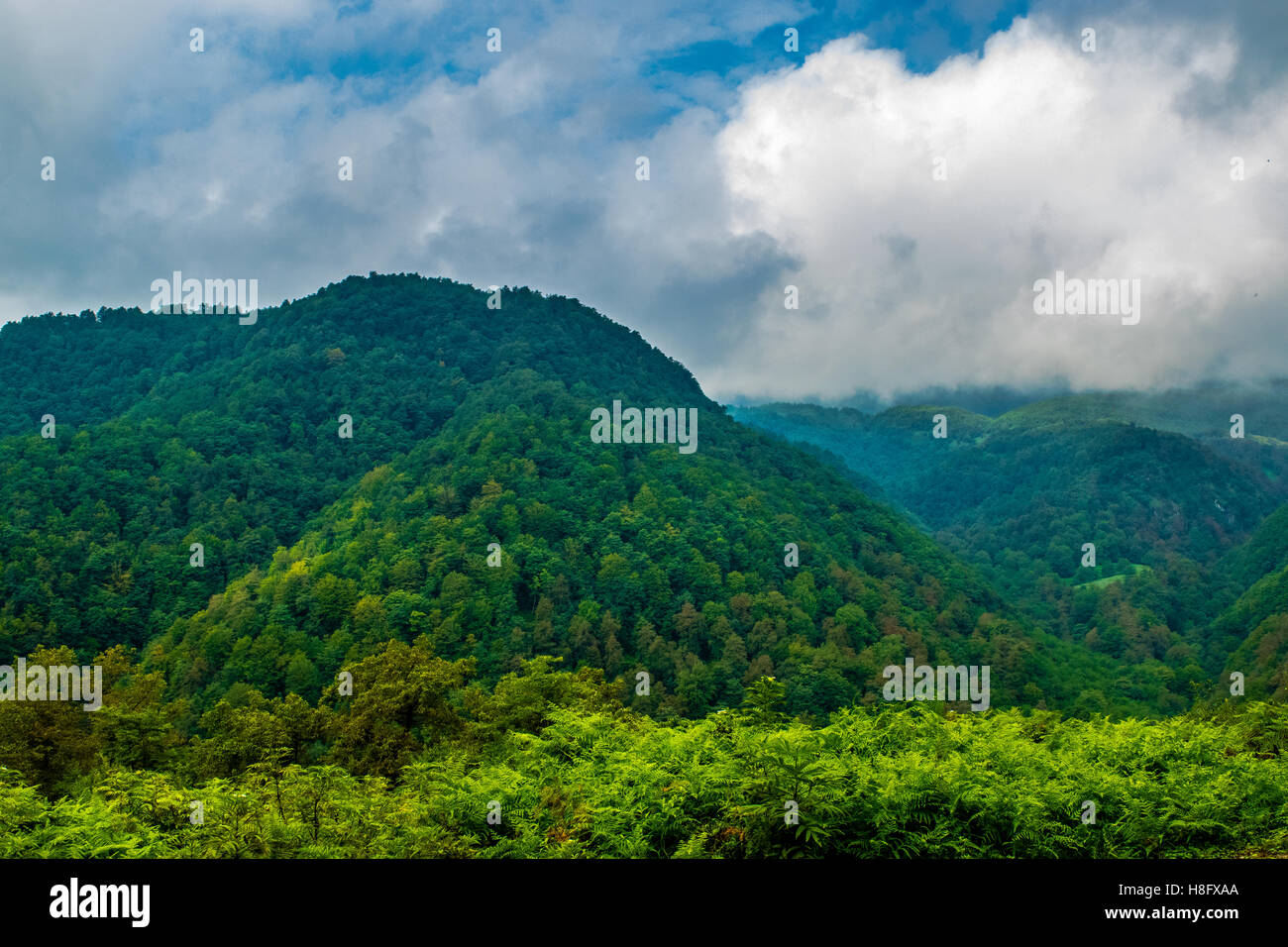 Iran jungle hi-res stock photography and images - Alamy