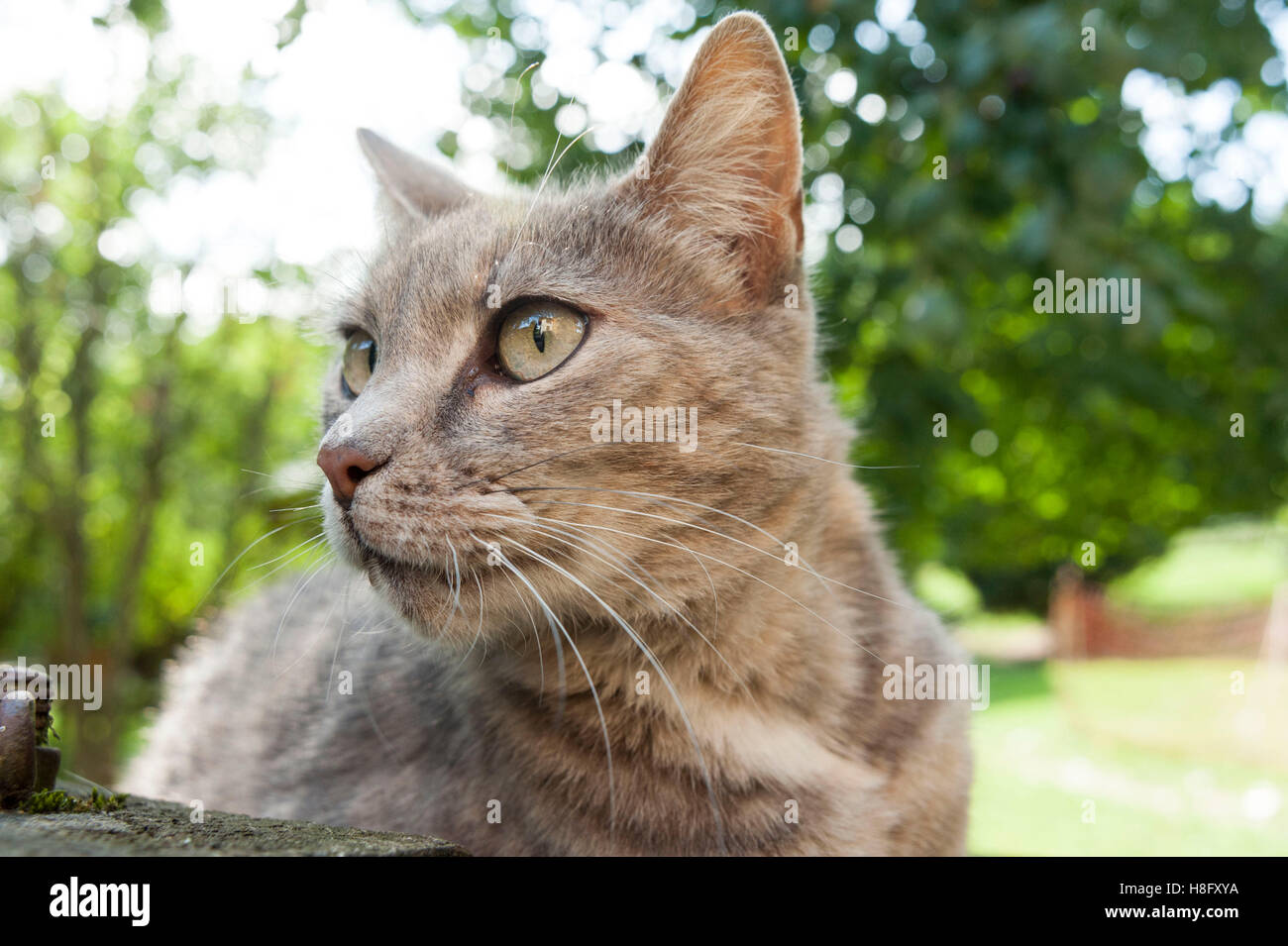 Portrait of a house cat Stock Photo - Alamy