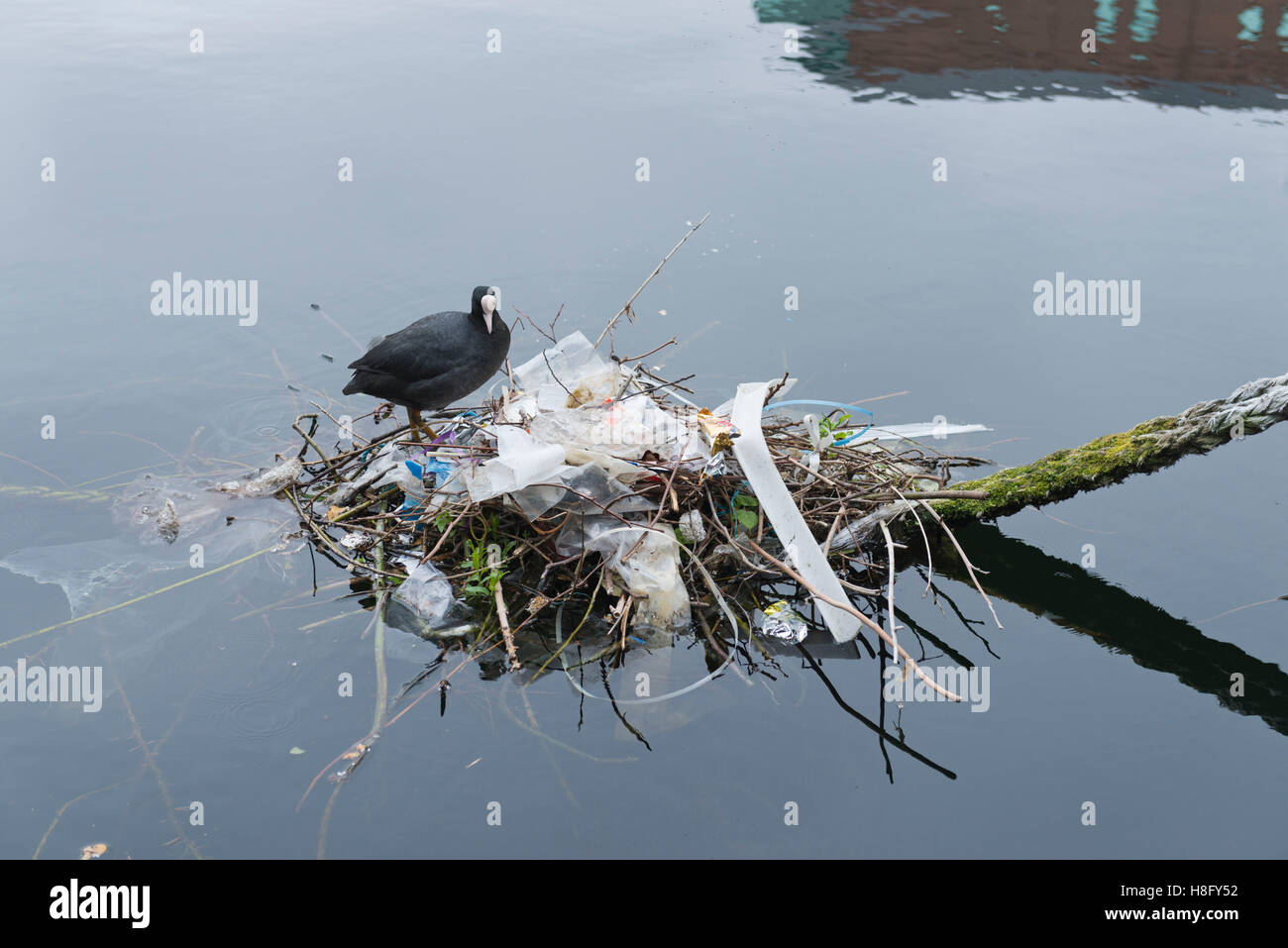 England, London, coot's nest with a lot of plastic garbage as material ...