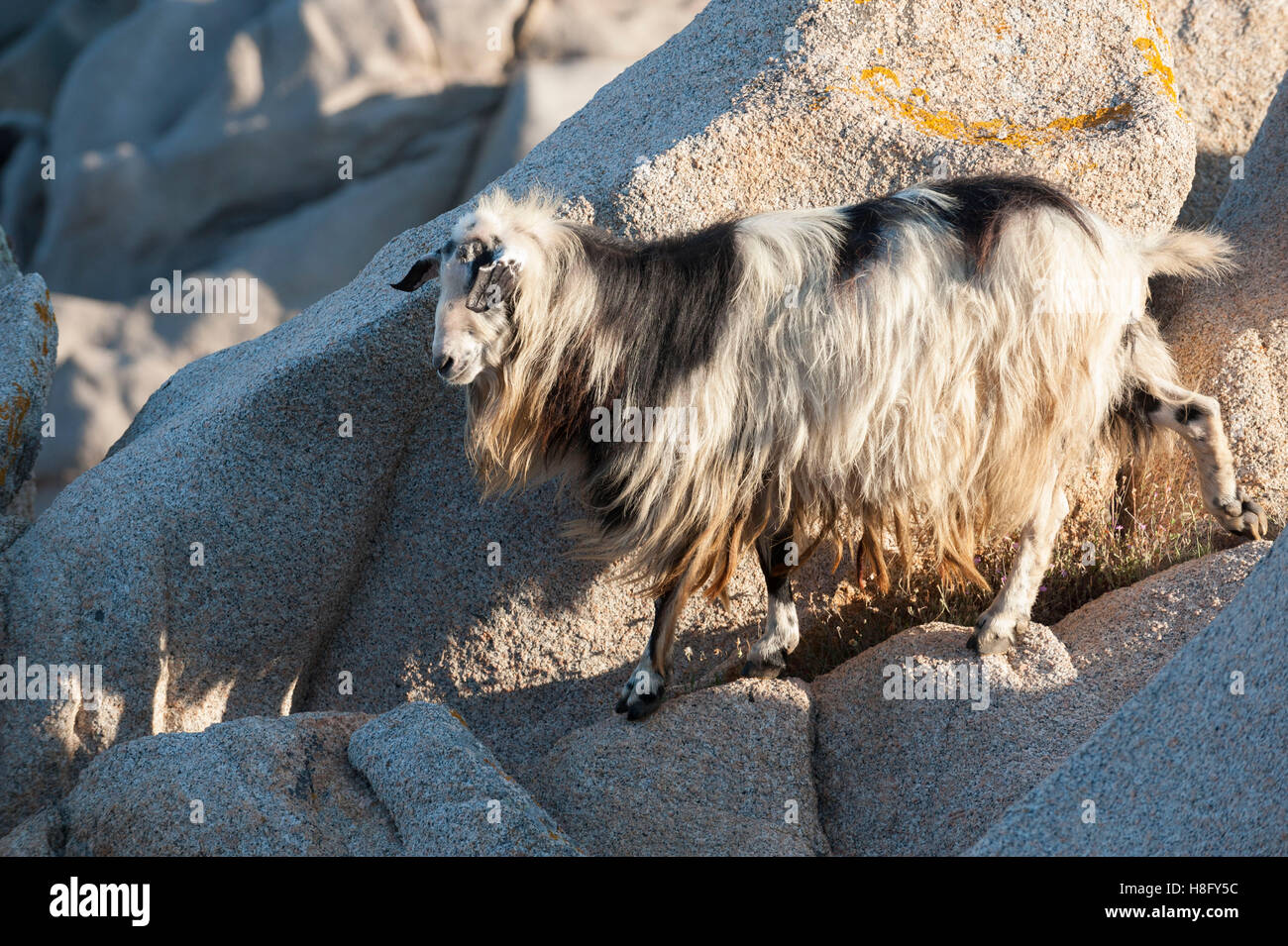 Italy, Sardinia, wild goat at Capo Testa Stock Photo - Alamy