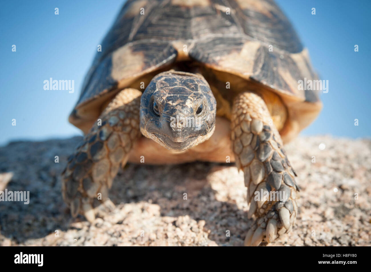 Sardinia, tortoise on the peninsula Capo Testa, Tortoise (Testudinata ...
