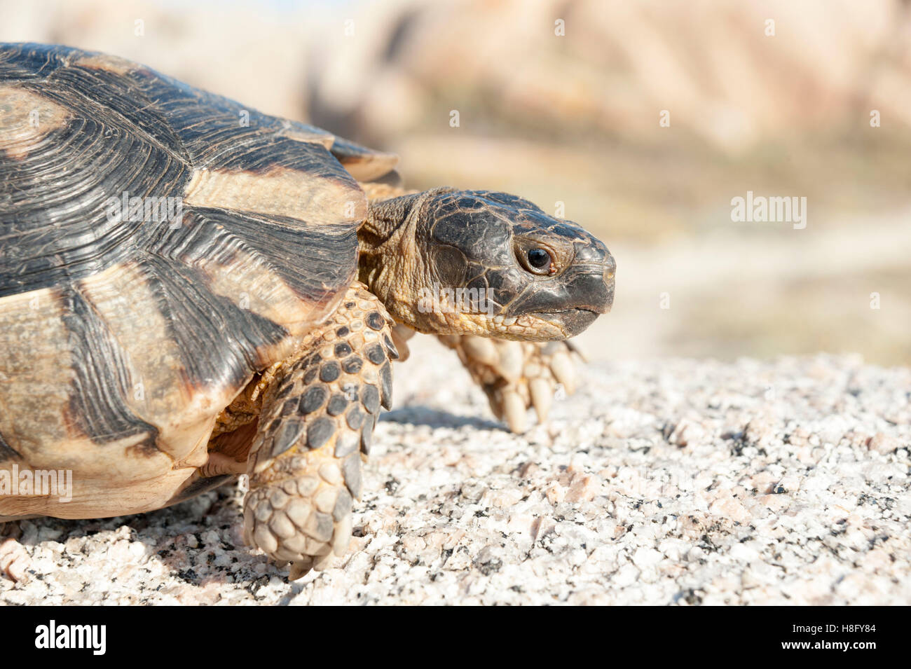 Sardinia, tortoise on the peninsula Capo Testa, Tortoise (Testudinata ...