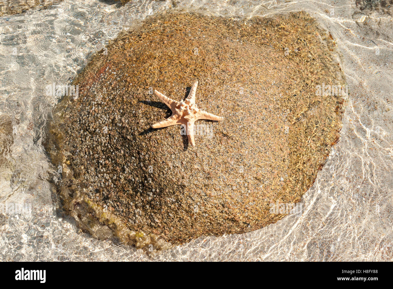 Starfish, Asteroidea, Greek astron "star Stock Photo - Alamy