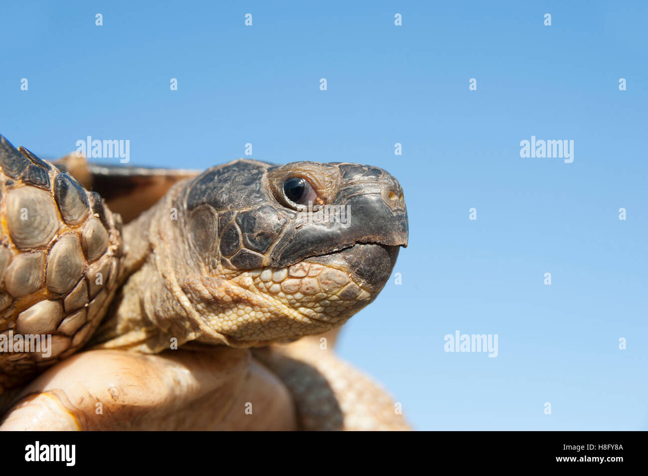 Sardinia, tortoise on the peninsula Capo Testa, Tortoise (Testudinata ...
