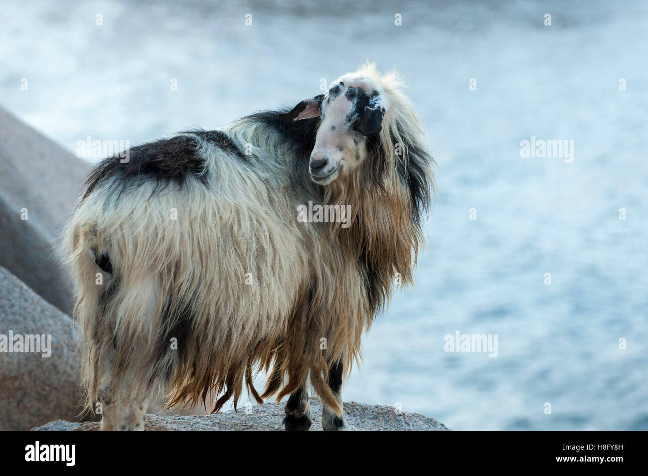 Italy, Sardinia, wild goat at the Capo Testa, goats (Capra) are a ...