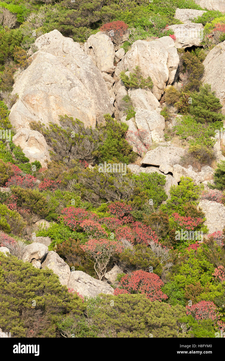 Italy, Sardinia, typical vegetation close Santa Teresa di Gallura ...