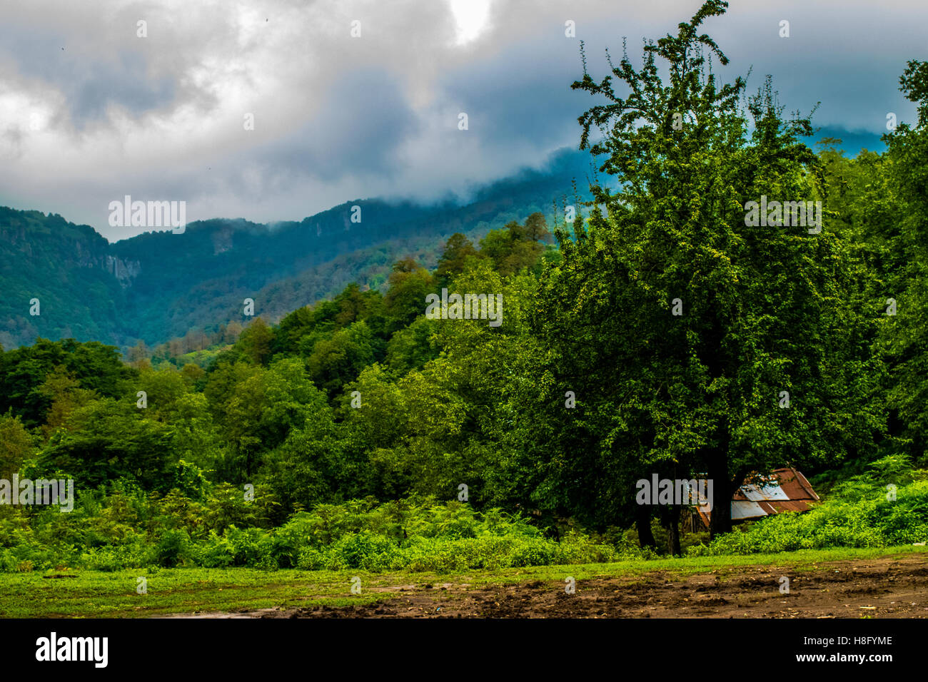 Latoon hi-res stock photography and images - Alamy