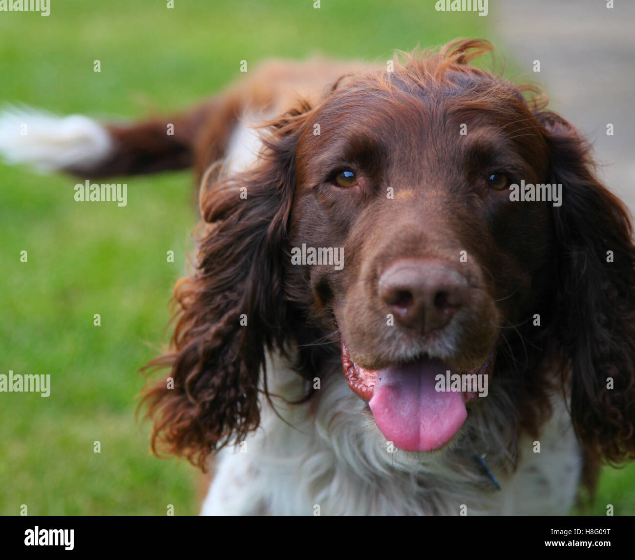 English Springer Spaniel, brown and liver, brown and white, canine, Gun ...