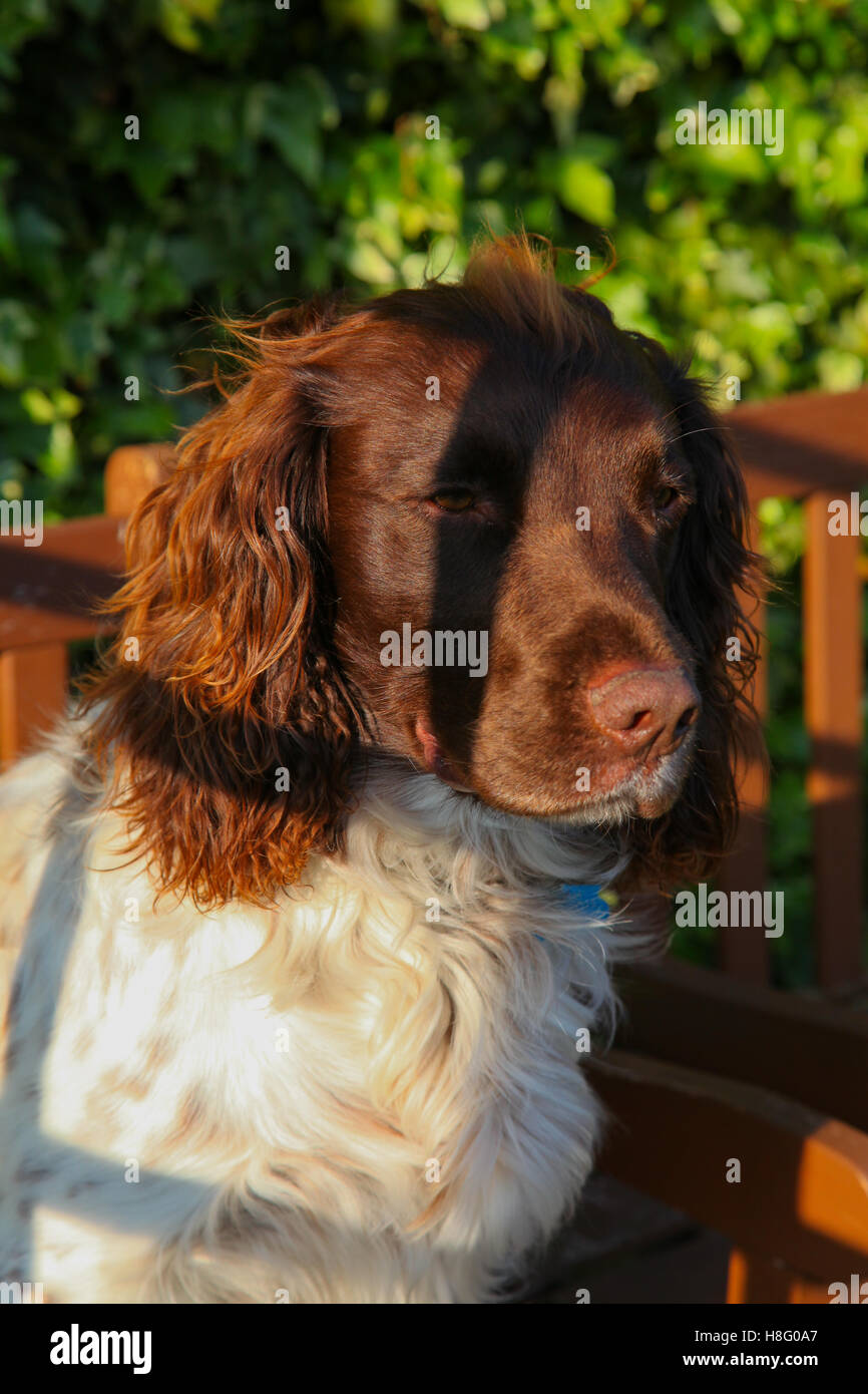 English Springer Spaniel, brown and liver, brown and white, canine, Gun ...