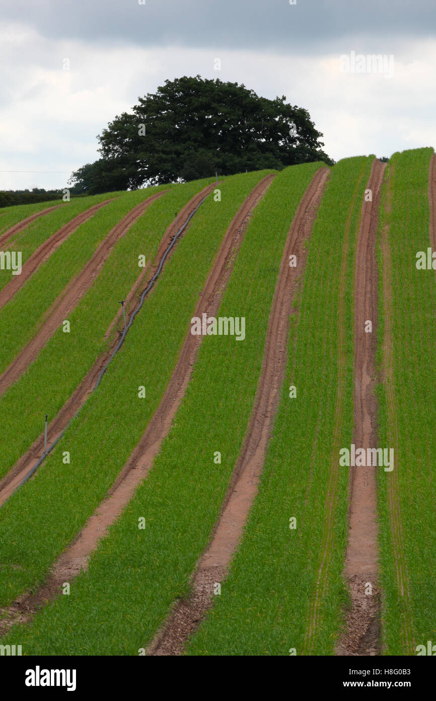 Green lines field fields row rows irrigation system trenches ...