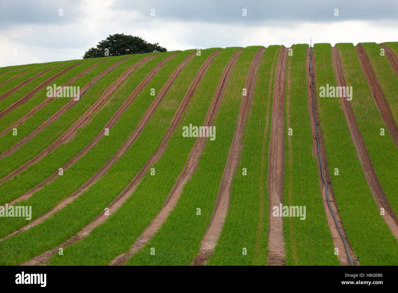 Green lines field fields row rows irrigation system trenches ...