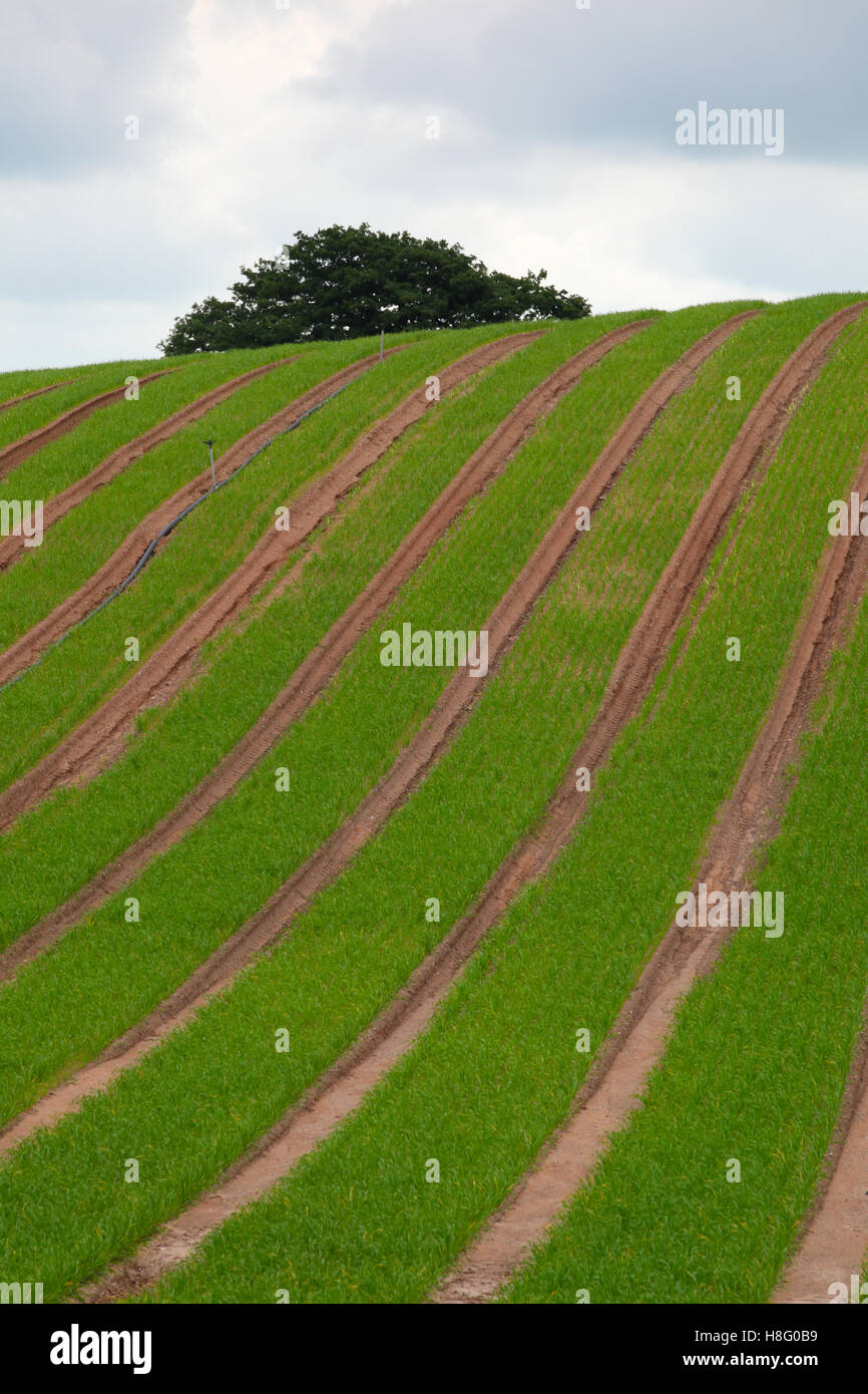 Green lines field fields row rows irrigation system trenches ...