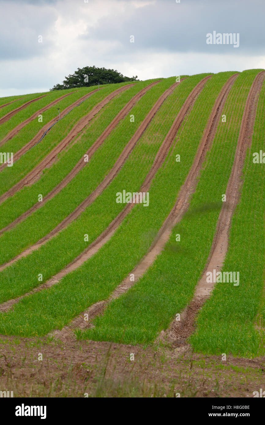 Green lines field fields row rows irrigation system trenches ...
