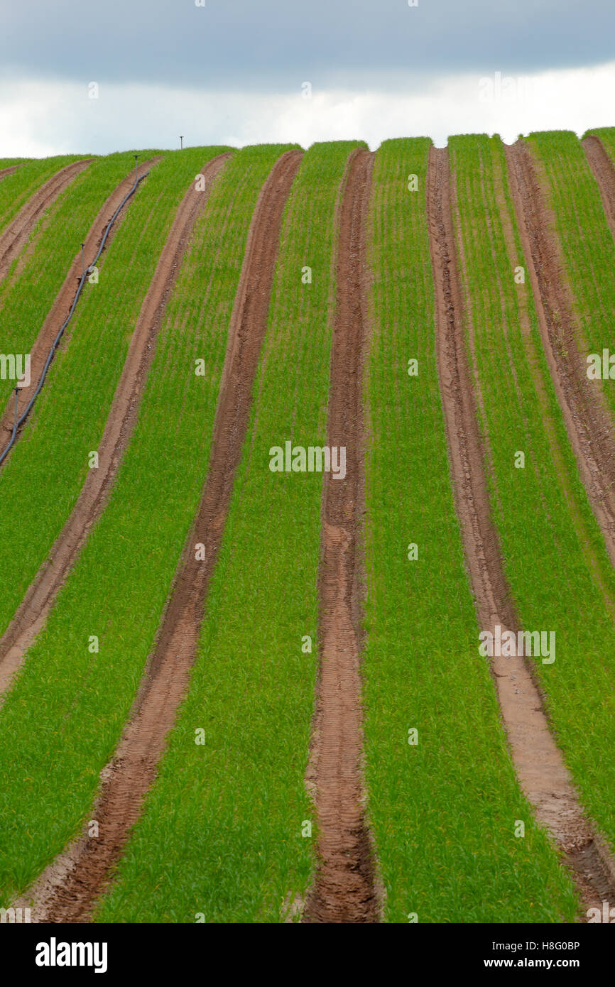 Farm Field Rows