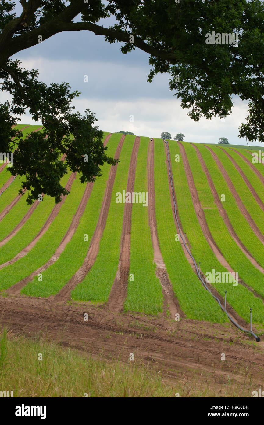 Green lines field fields row rows irrigation system trenches ...