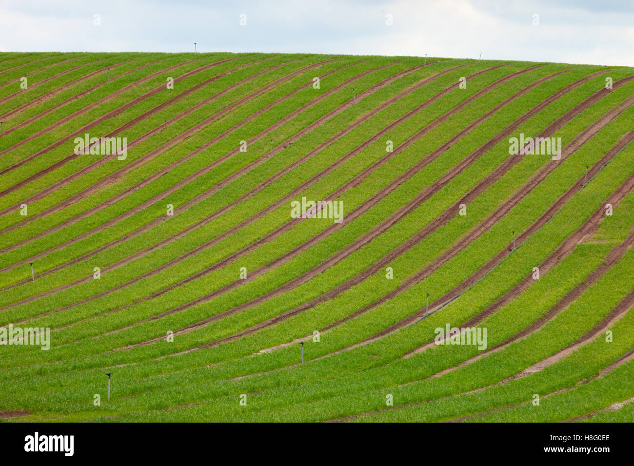 Green lines field fields row rows irrigation system trenches ...