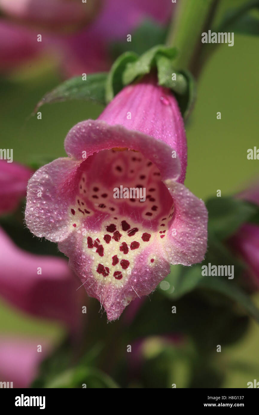 common foxglove, digitalis purpurea Stock Photo - Alamy