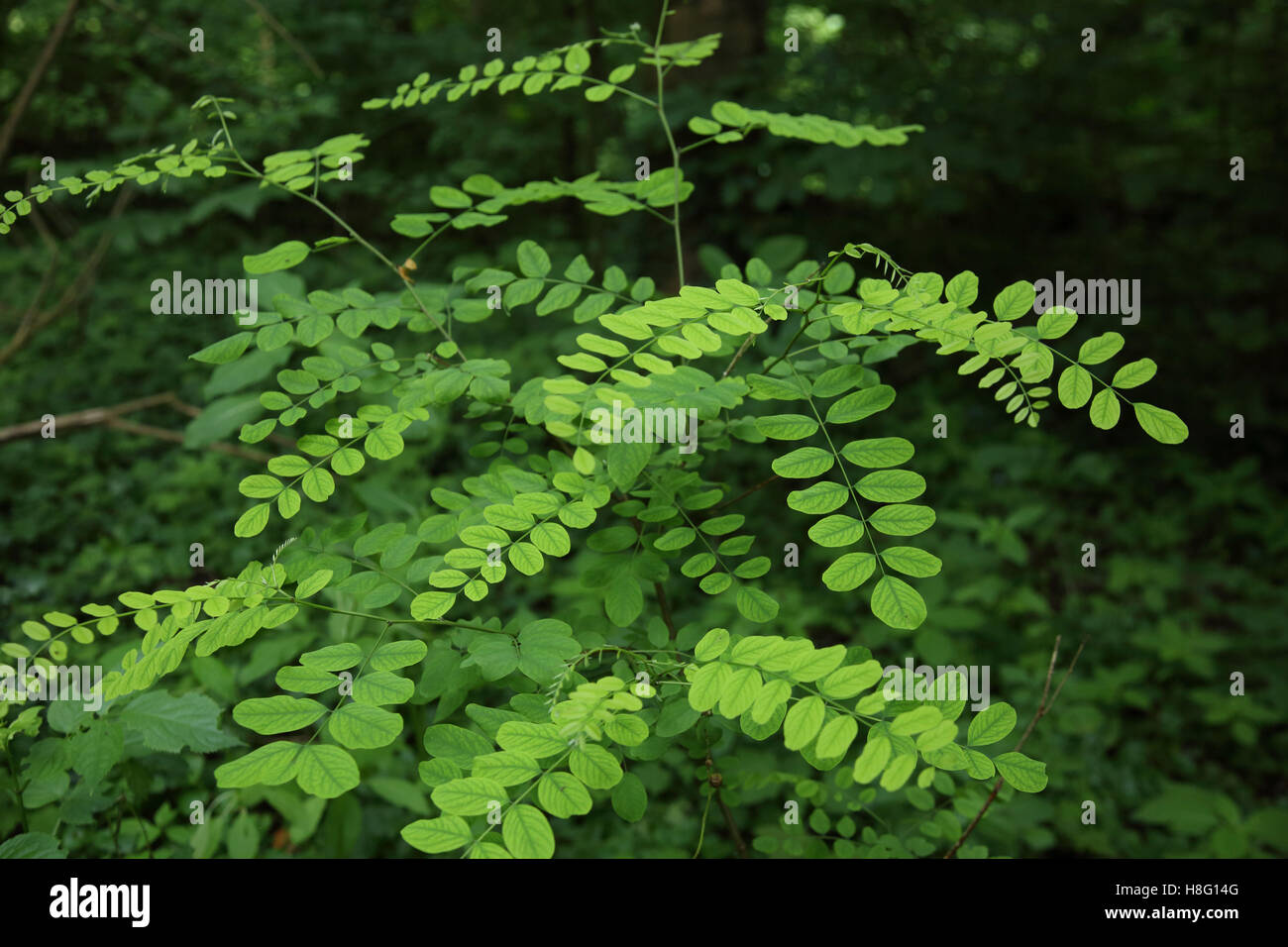 Bubble shrub hi-res stock photography and images - Alamy