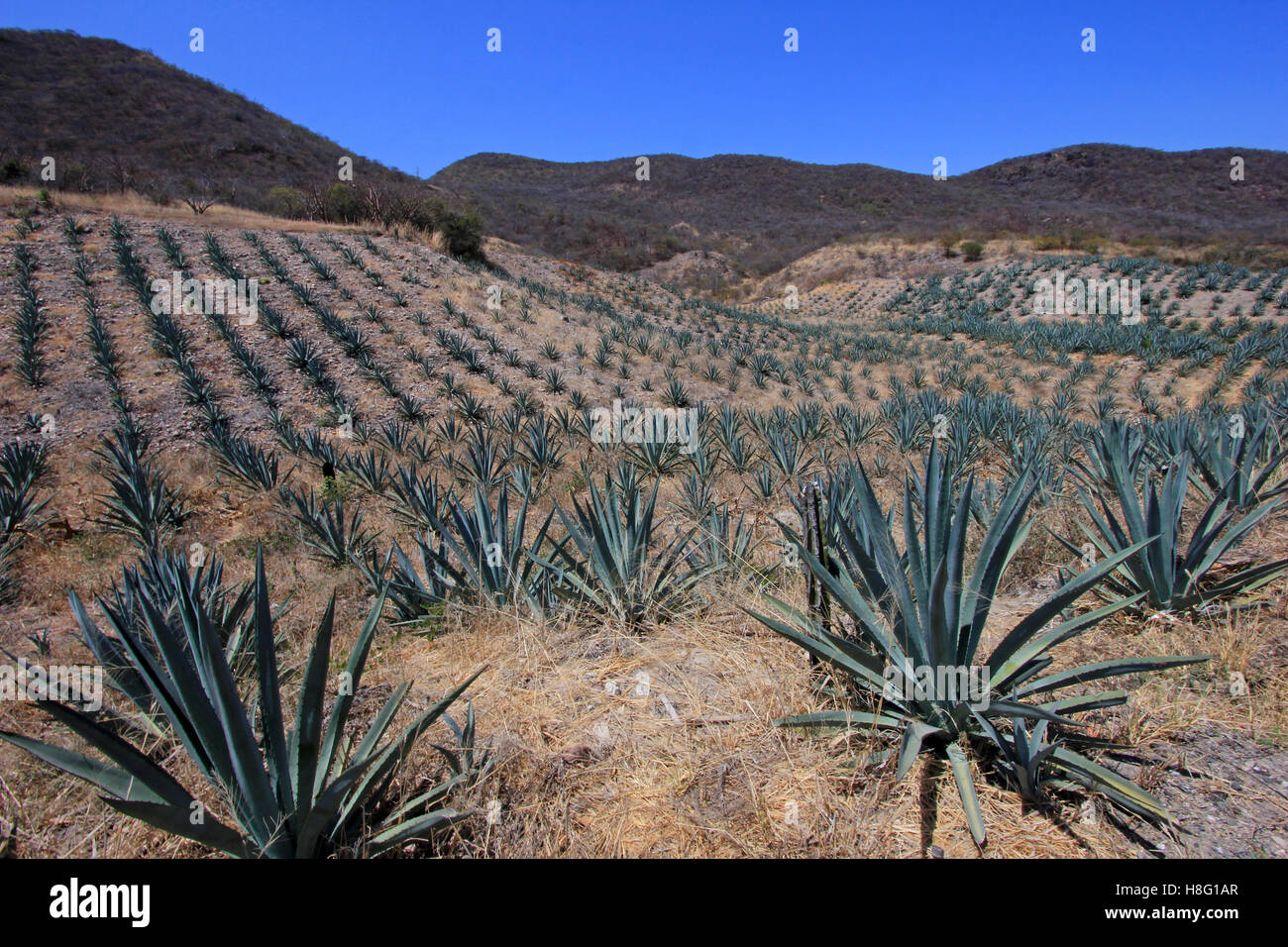 Maguey plants field to produce mezcal, Mexico Stock Photo - Alamy
