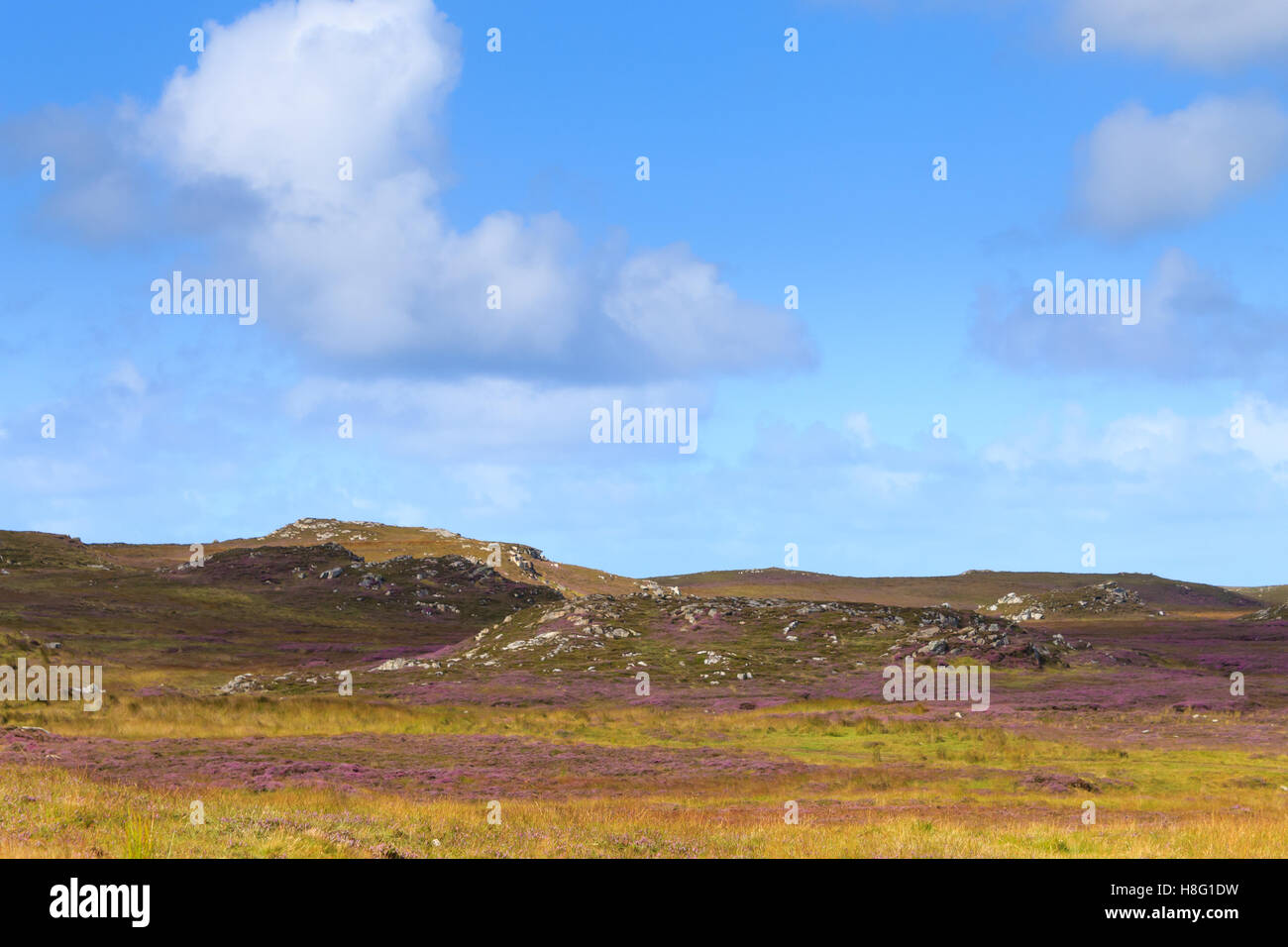 Rural scottish panorama. Erica arborea meadows. Travel destinations ...