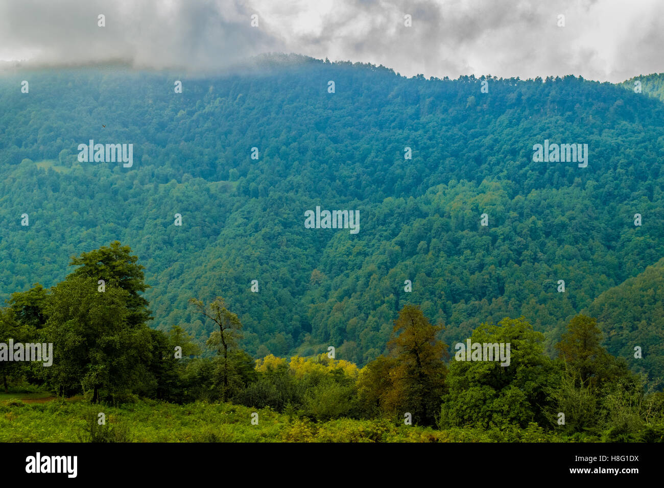 Latoon hi-res stock photography and images - Alamy