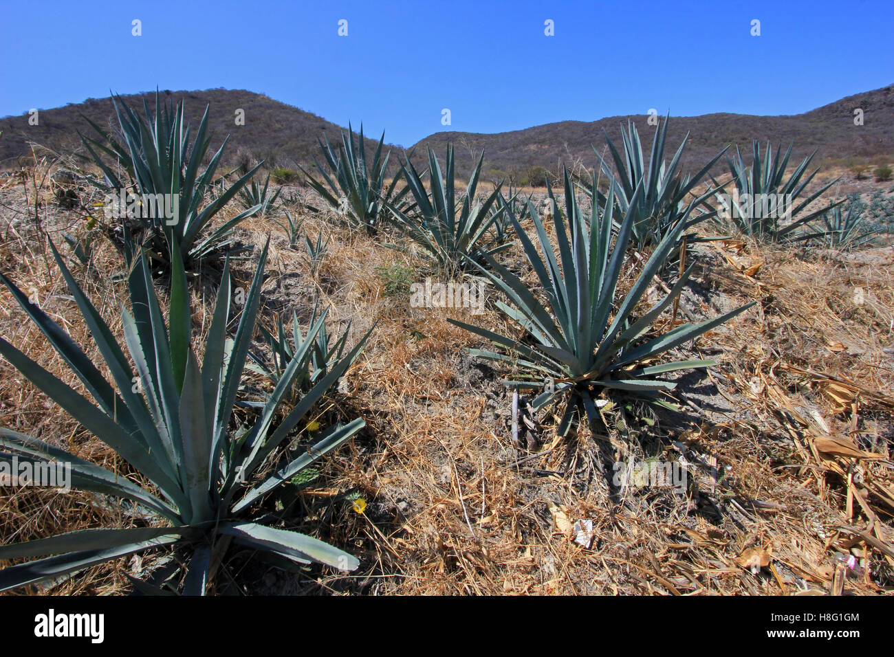 Maguey plants field to produce mezcal, Mexico Stock Photo - Alamy