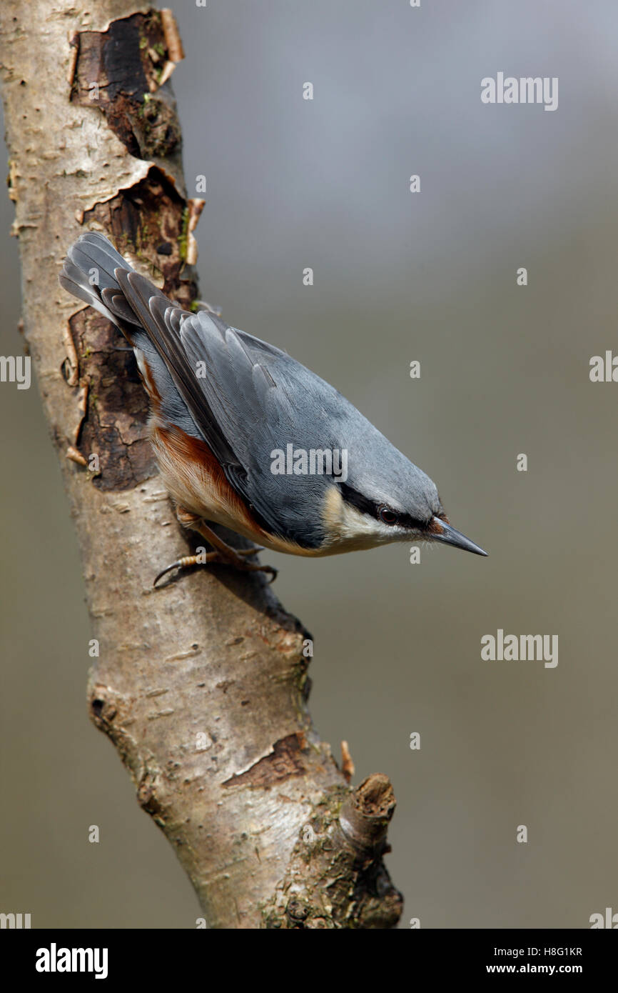 Eurasian Nuthatch, Sitta europaea ceasia typical Nuthatch pose on a ...