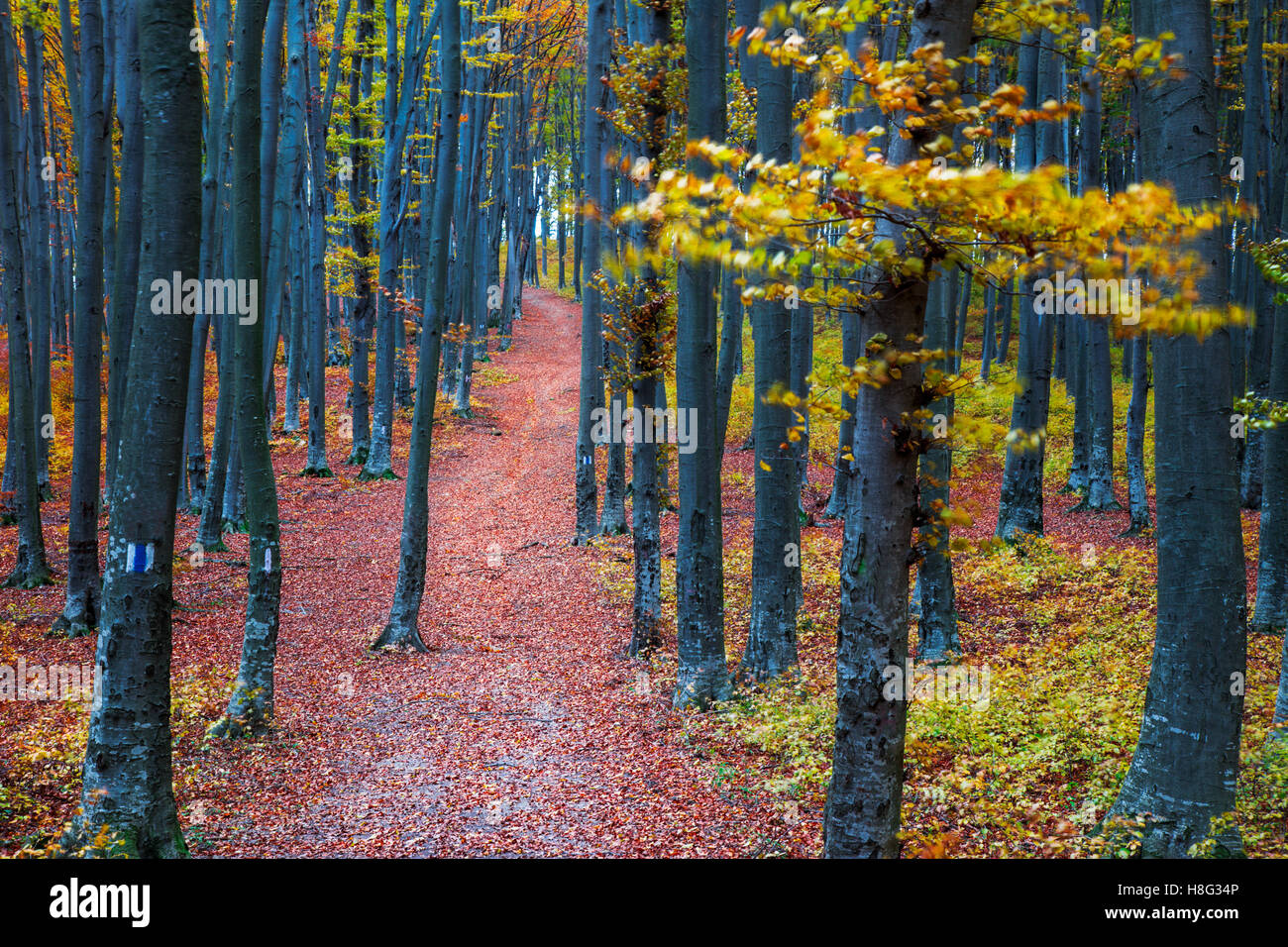 Path through the forest in late autumn season Stock Photo - Alamy