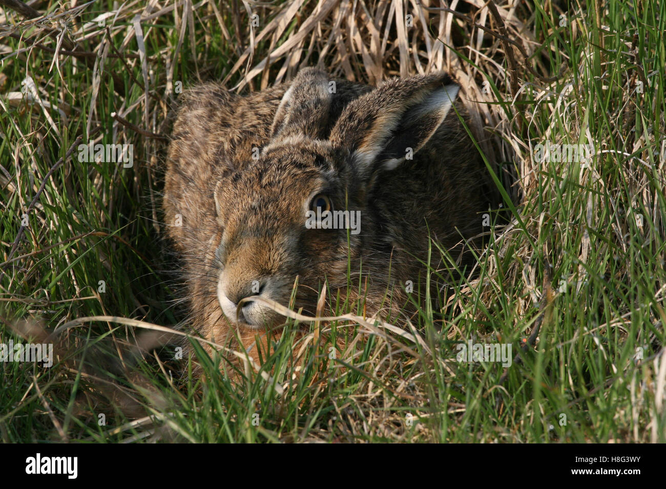 A Brown Hare (Lepus europaeus) hiding in the long grass Stock Photo - Alamy