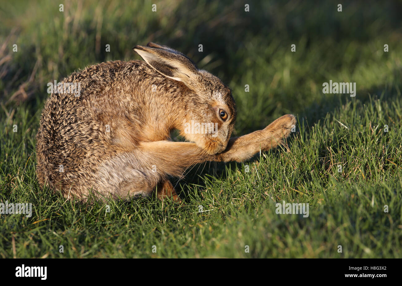Hare leg hi-res stock photography and images - Alamy