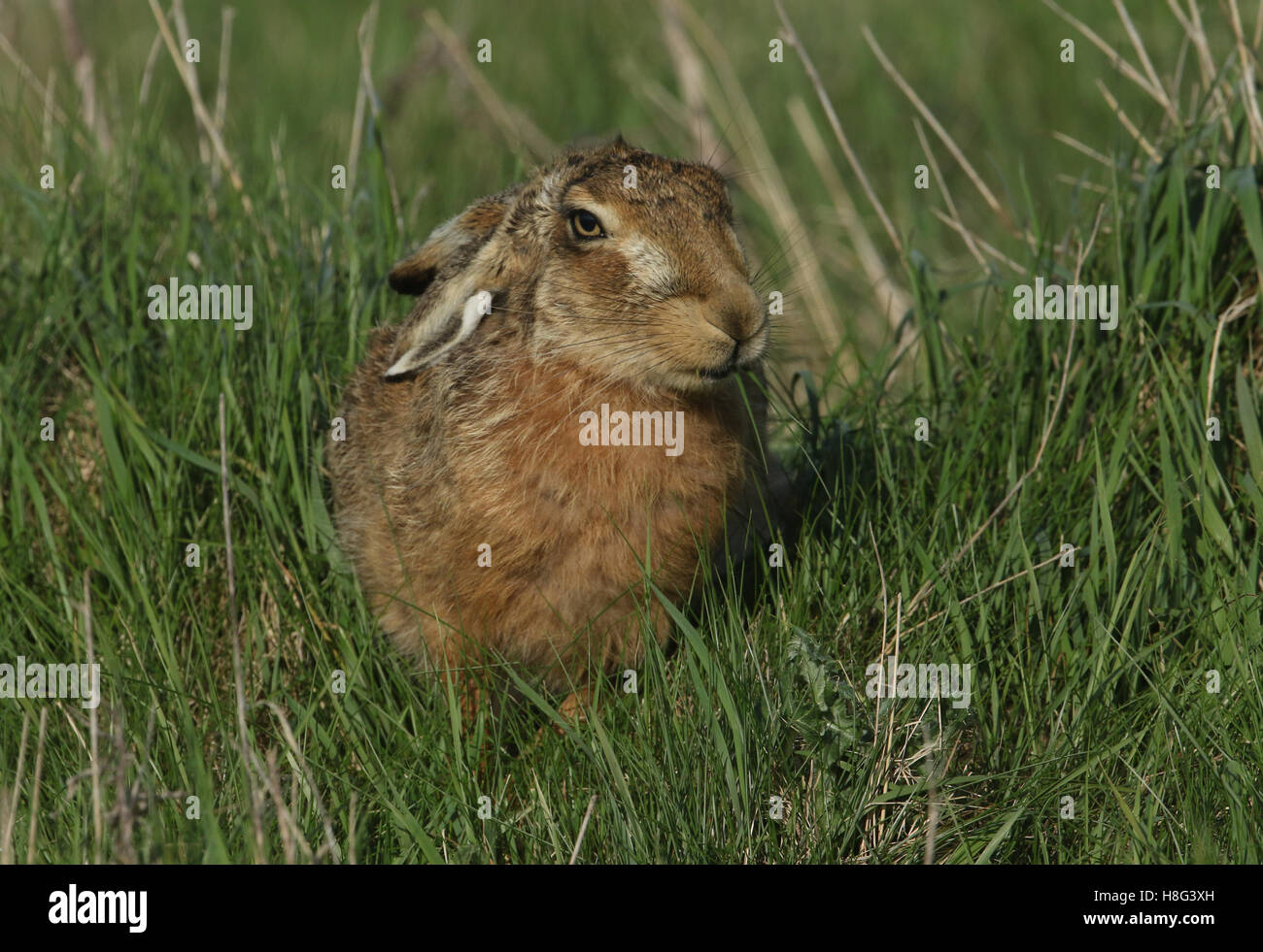 A Brown Hare (Lepus europaeus) eating grass Stock Photo - Alamy