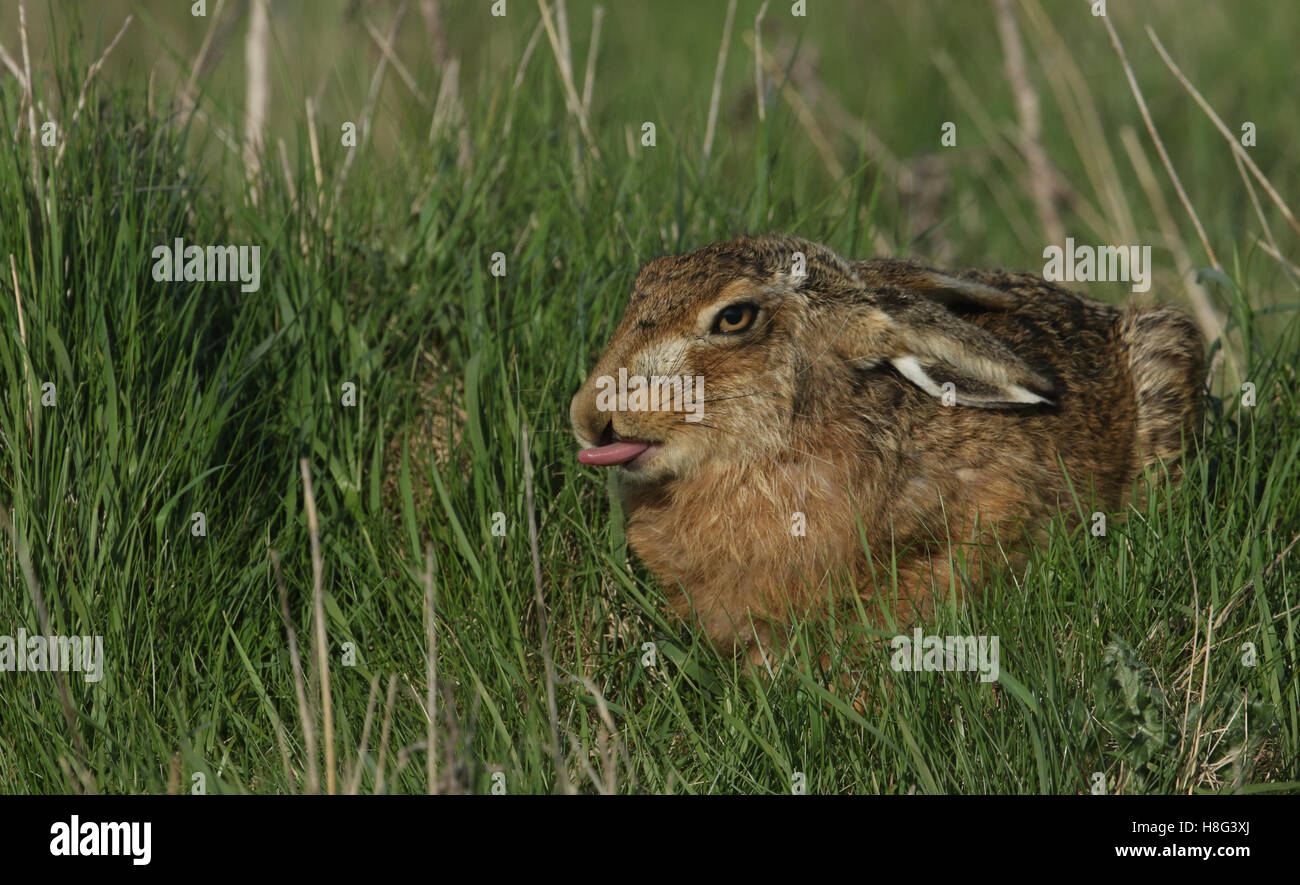 A Brown Hare (Lepus europaeus) laying in the long grass poking out its ...