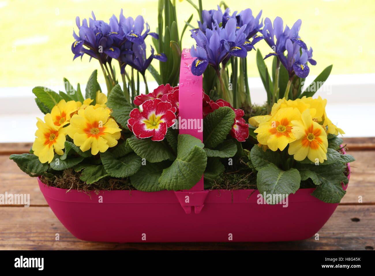 spring flower trug Stock Photo - Alamy